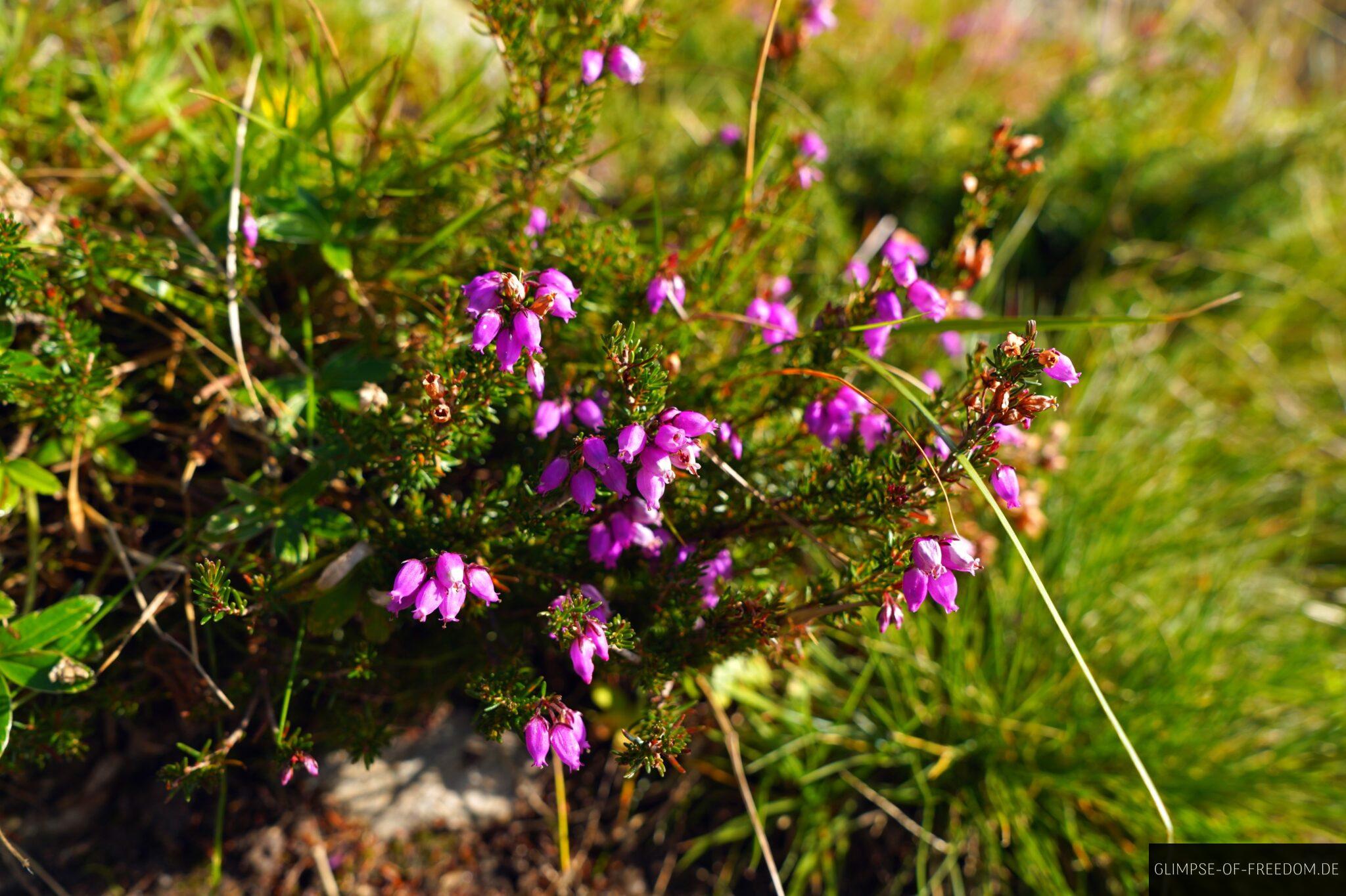 Veten Wanderung (Bremanger) - Meerblick und Abenteuer