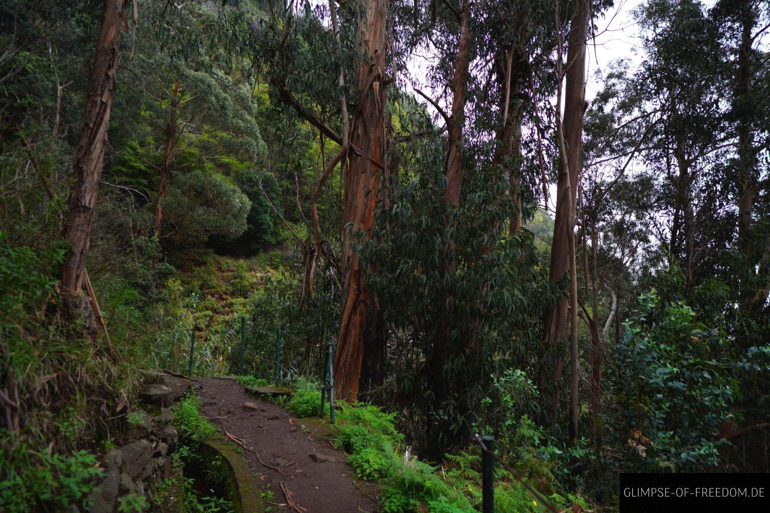 Levada do Moinho & Levada Nova Wanderung | Madeira-Tipp