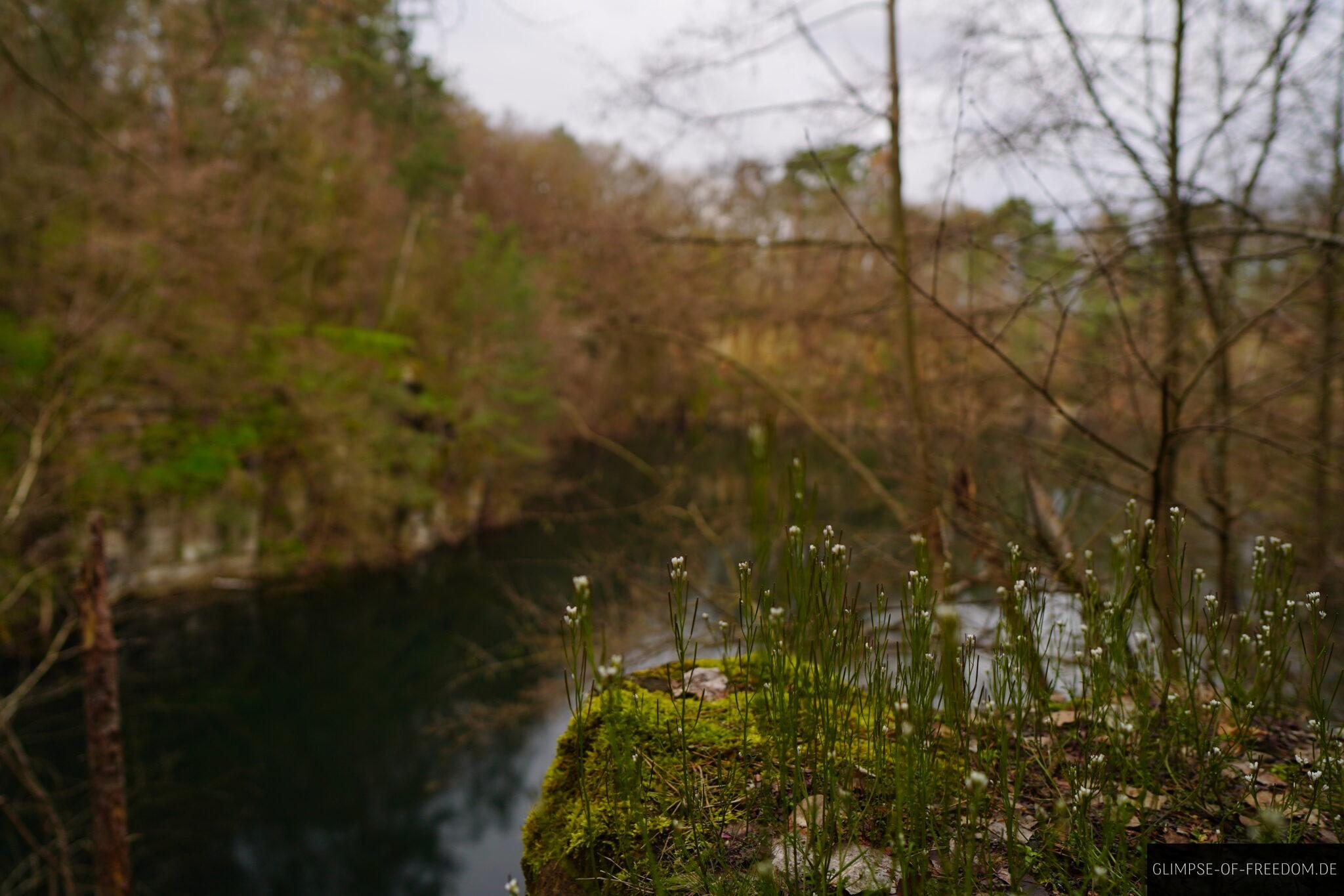 Vogelsberger See und Oberwaldsee bei Dietesheim [Alle Infos]