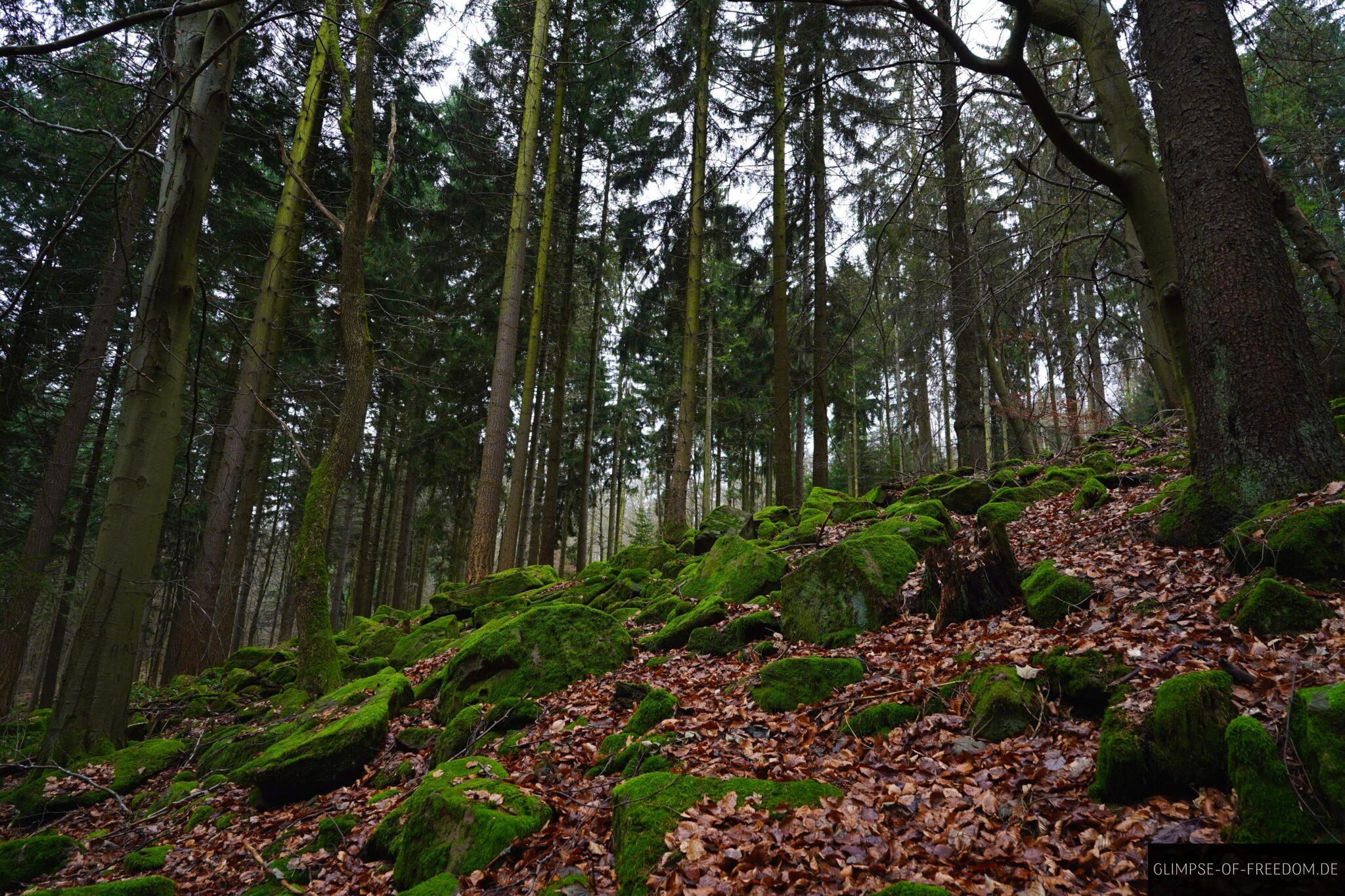 Königstuhl Heidelberg: Wanderung, Anfahrt & mehr [Ratgeber]