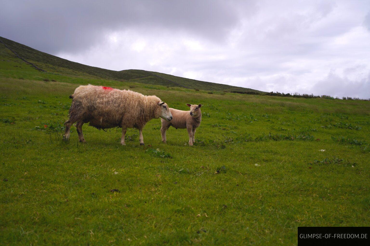 Eask Tower Wanderung - Aussicht vom Carhoo Hill mit Geschichte bei ...