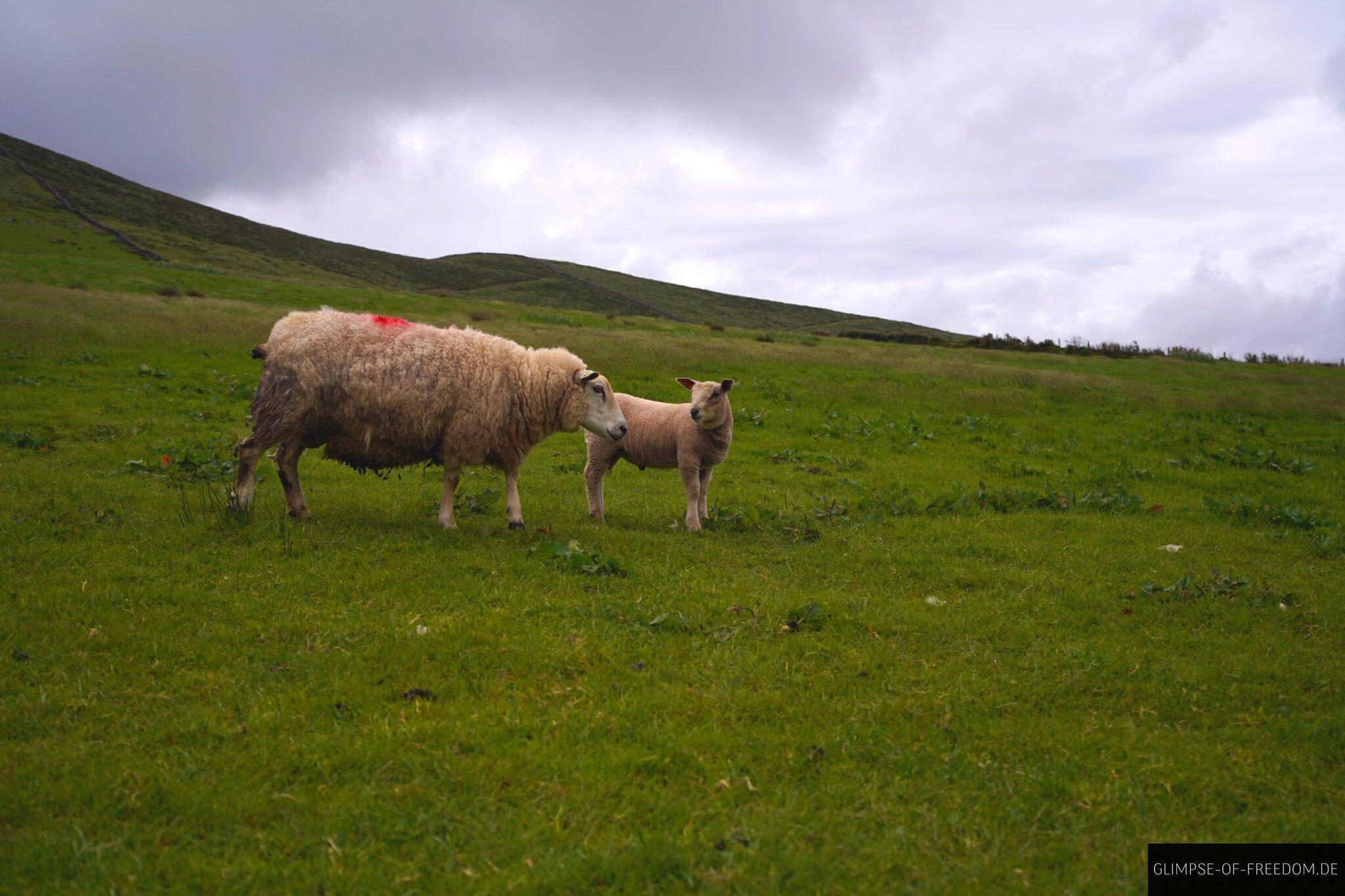 Eask Tower Wanderung - Aussicht vom Carhoo Hill mit Geschichte bei ...