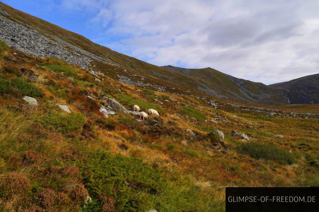 Veten Wanderung (Bremanger) - Meerblick und Abenteuer