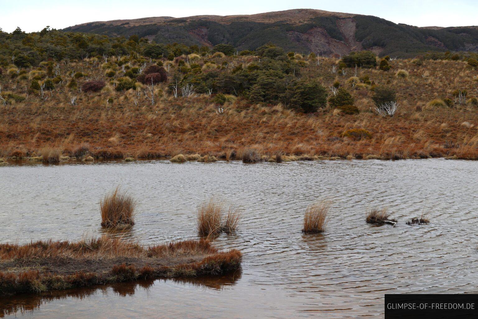 Waitonga Falls Track - Einfache Wanderung im Tongariro Park