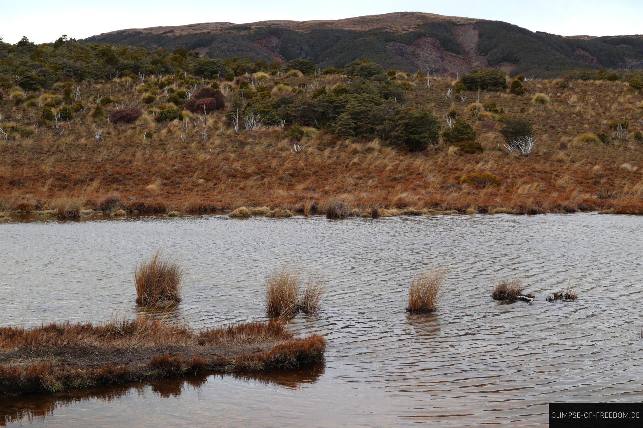 Waitonga Falls Track - Einfache Wanderung im Tongariro Park
