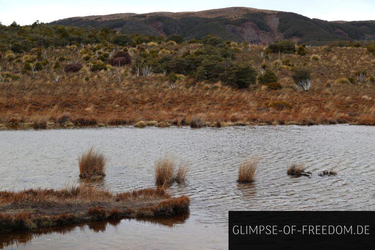 Waitonga Falls Track - Einfache Wanderung im Tongariro Park