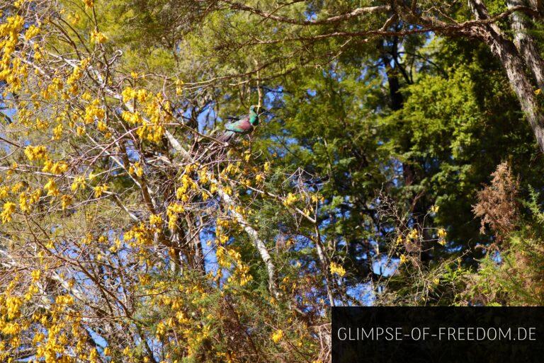 Pelorus Bridge Scenic Reserve - Ikonischer Fluss und Drehort