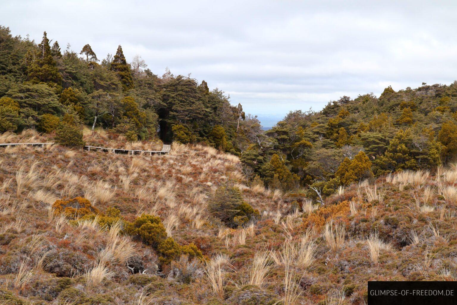 Waitonga Falls Track - Einfache Wanderung im Tongariro Park