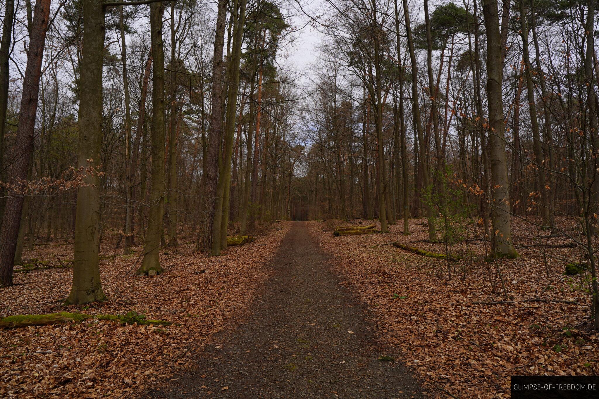 Vogelsberger See und Oberwaldsee bei Dietesheim [Alle Infos]