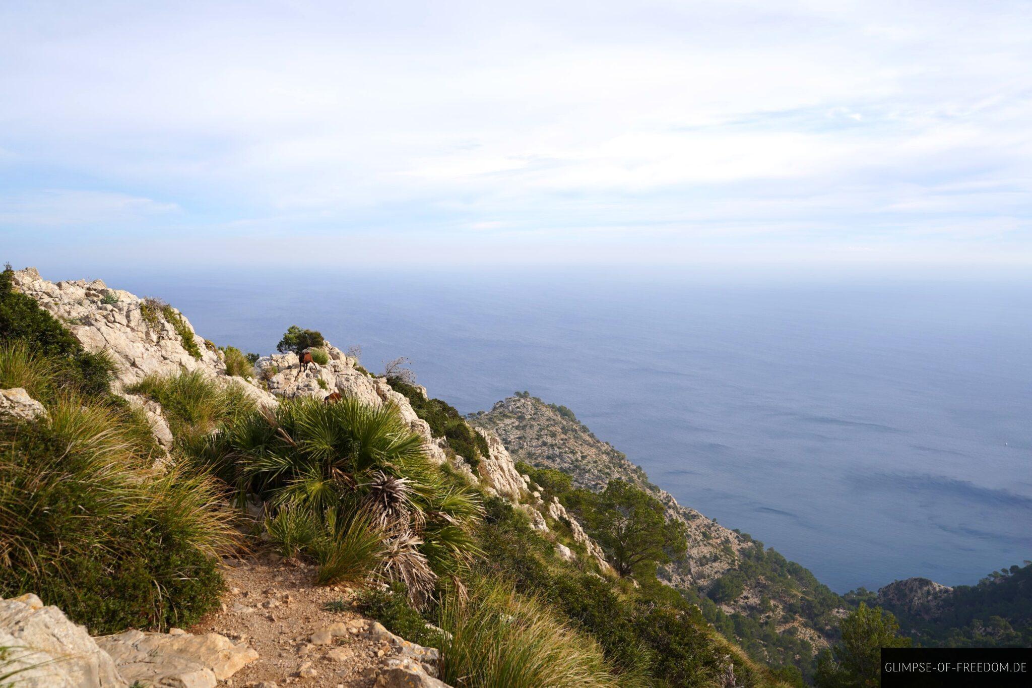 Talaia d’Alcúdia - Beste Wanderung [+ Playa des Coll Baix]