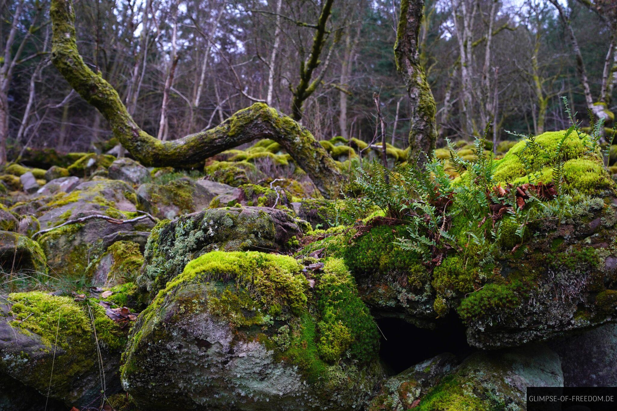 Königstuhl Heidelberg: Wanderung, Anfahrt & mehr [Ratgeber]